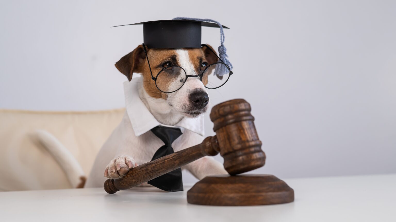 In the Court of Paw: Do dogs belong in the courthouse? – Washington ...